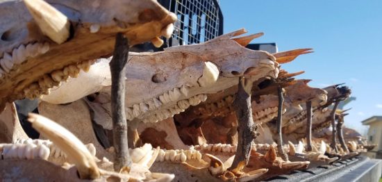 Texas Hog Hunting: 100% FREE RANGE - Prone Outfitters